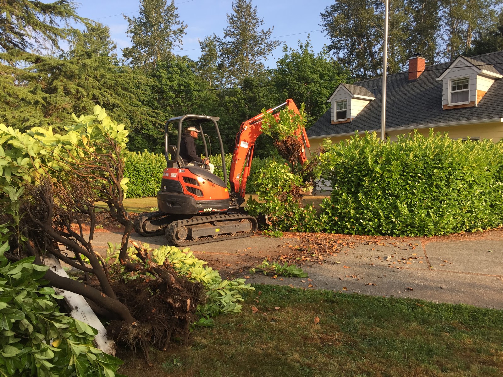 Removing a Towering Laurel Hedge