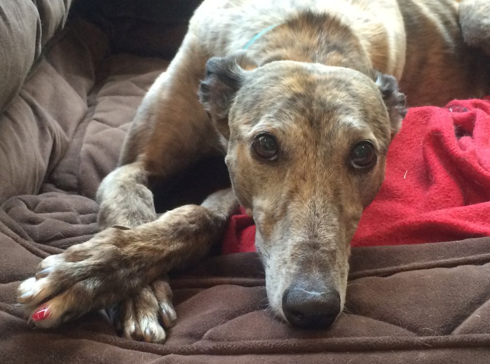 NEVER SAY NEVER GREYHOUNDS: Seven's Toe Amputation