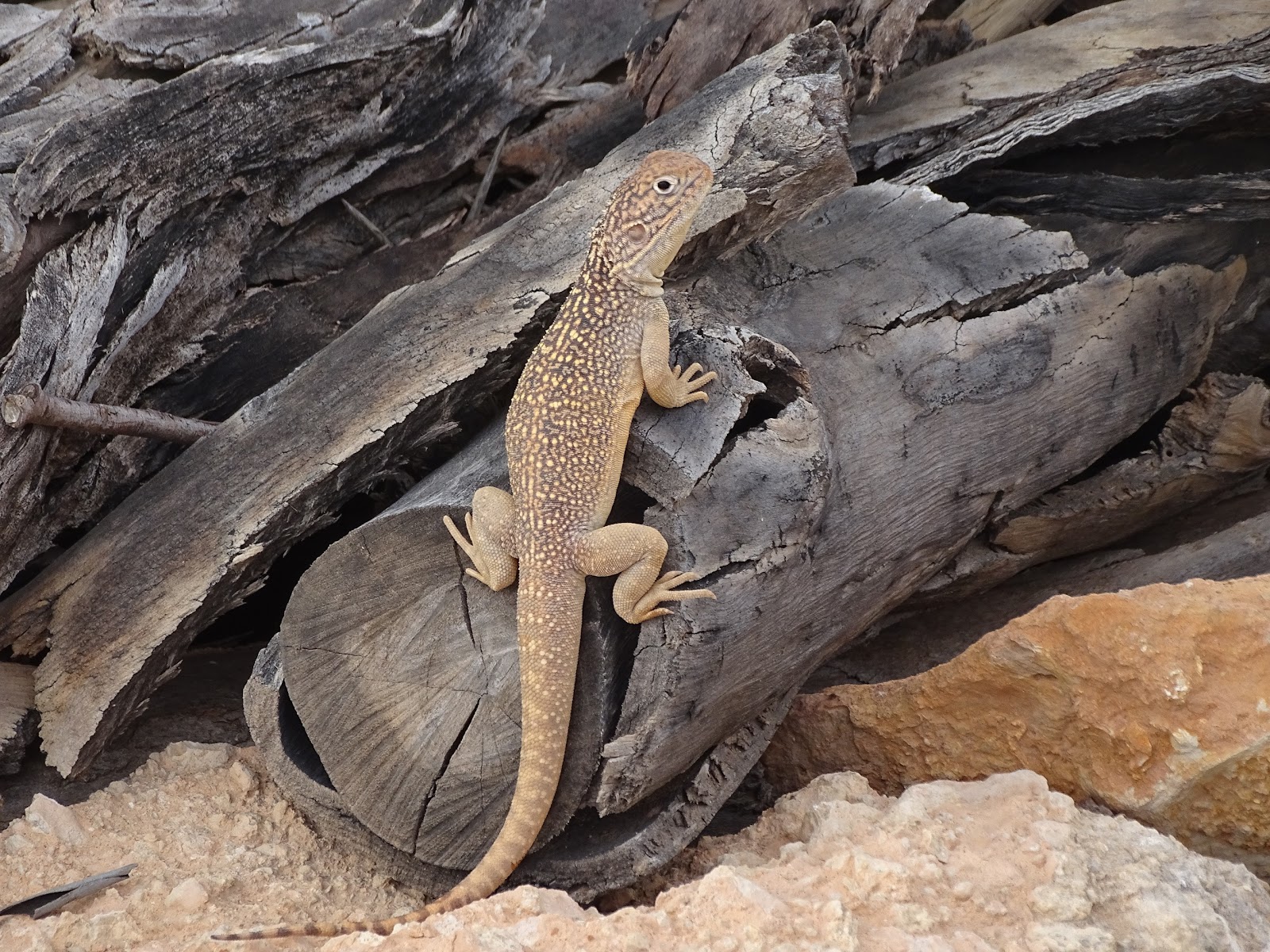 A Field Notebook: "It's life Jim but not as we know it" - The Hamelin ...