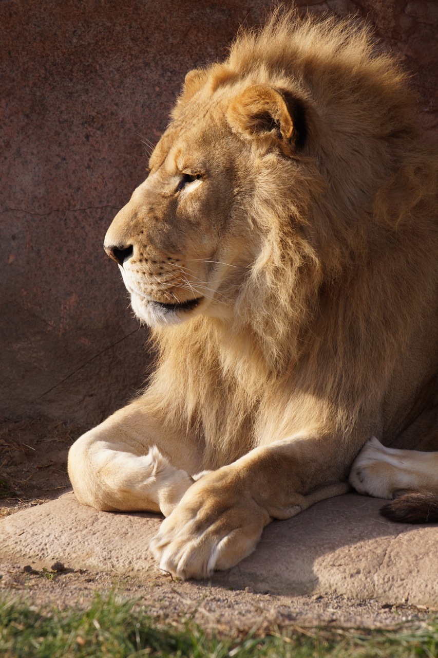 The Picture Desk: Sony A65 in the lions cage