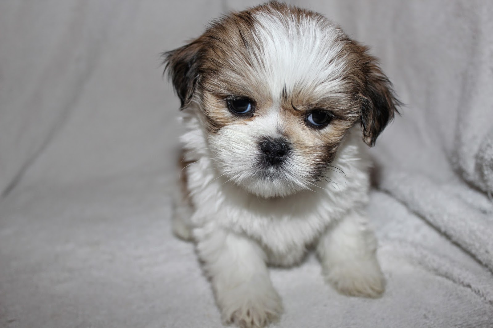 Lhasa Apso - Penny's Pups from birth to new homes: lhasa puppy pippin