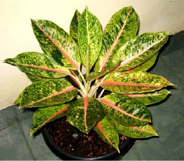 Konsep 52+ 30 Jenis Tanaman Hias