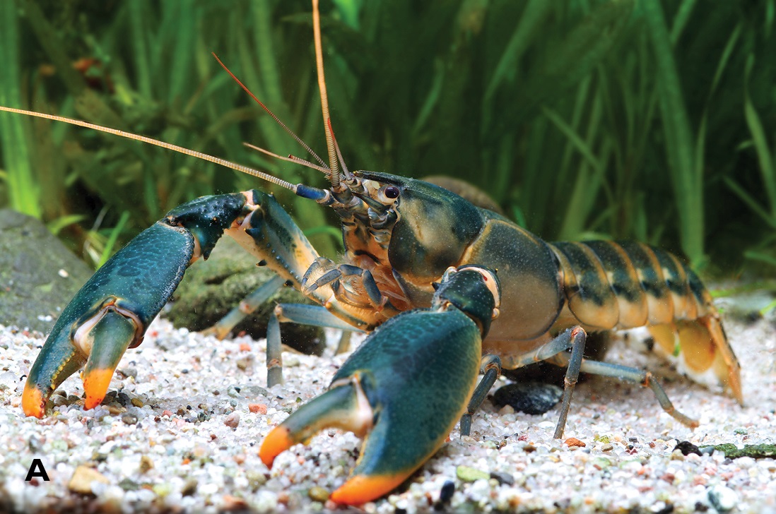 Earth and Space News: Cherax snowden: Indonesian Green Orange Crayfish ...