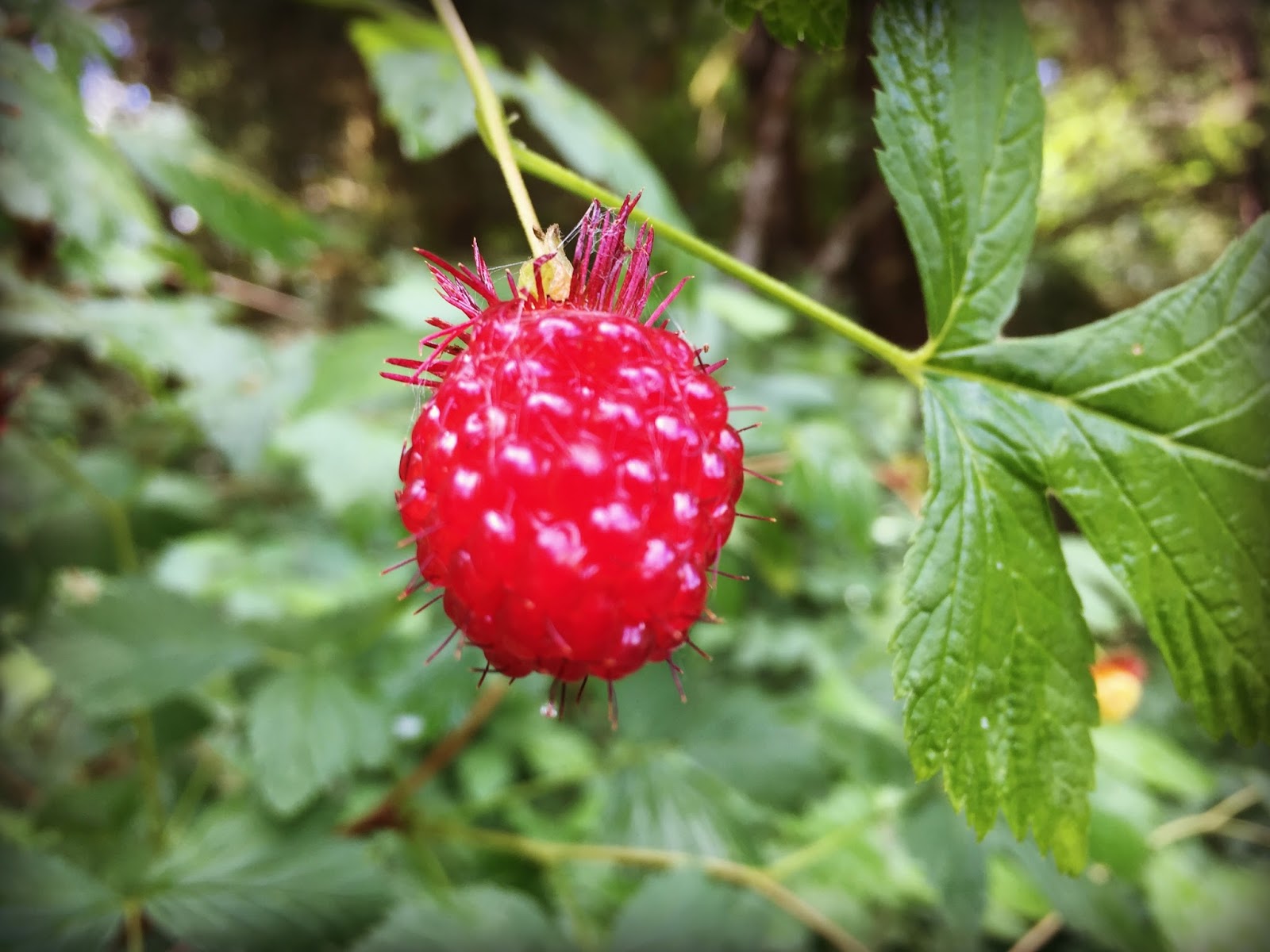 Marblemount Homestead: Wild berries and one berry bush you should plant ...