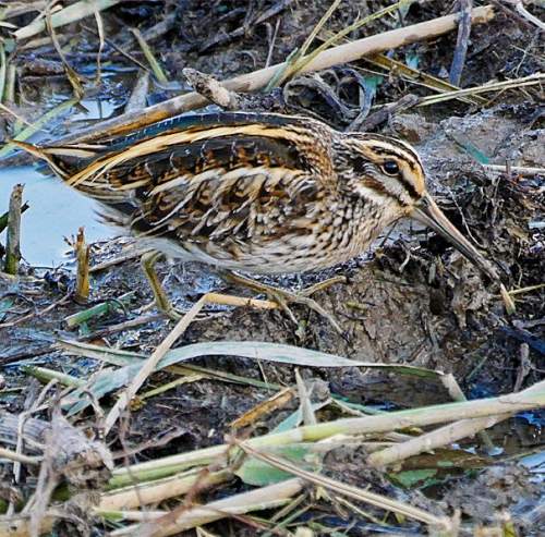 Jack snipe images | Birds of India | Bird World