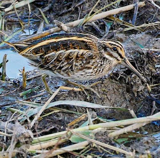 Jack snipe images | Birds of India | Bird World