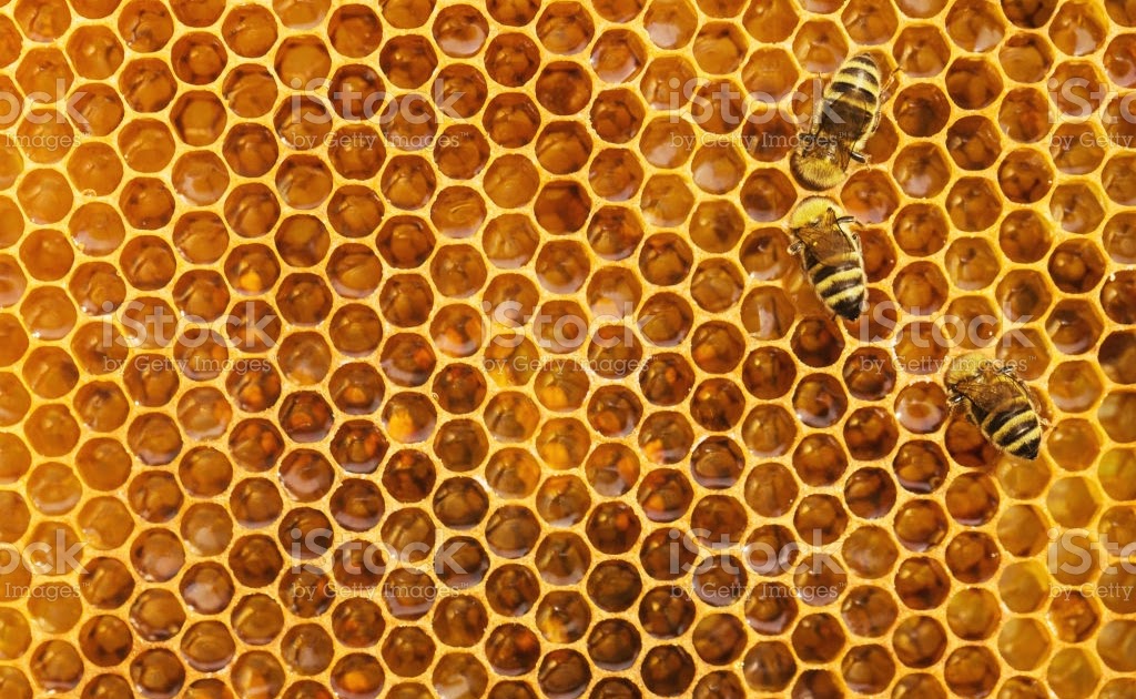 La forma: formas en la naturaleza