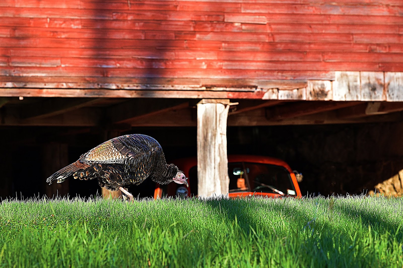 Turkey Den Photos at Veronica Green blog