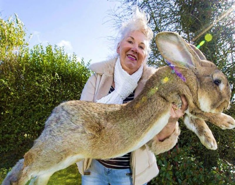 ACENDURA BRAVA: CURIOSIDADES: O MAIOR COELHO DO MUNDO FOI ROUBADO