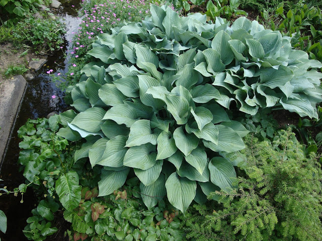 Ogród Tamaryszka: HOSTY - ROŚLINY DO CIENIA