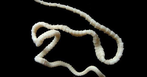 Las especies de tenia - parte 1 ~ Genética de Panamá, S.A.