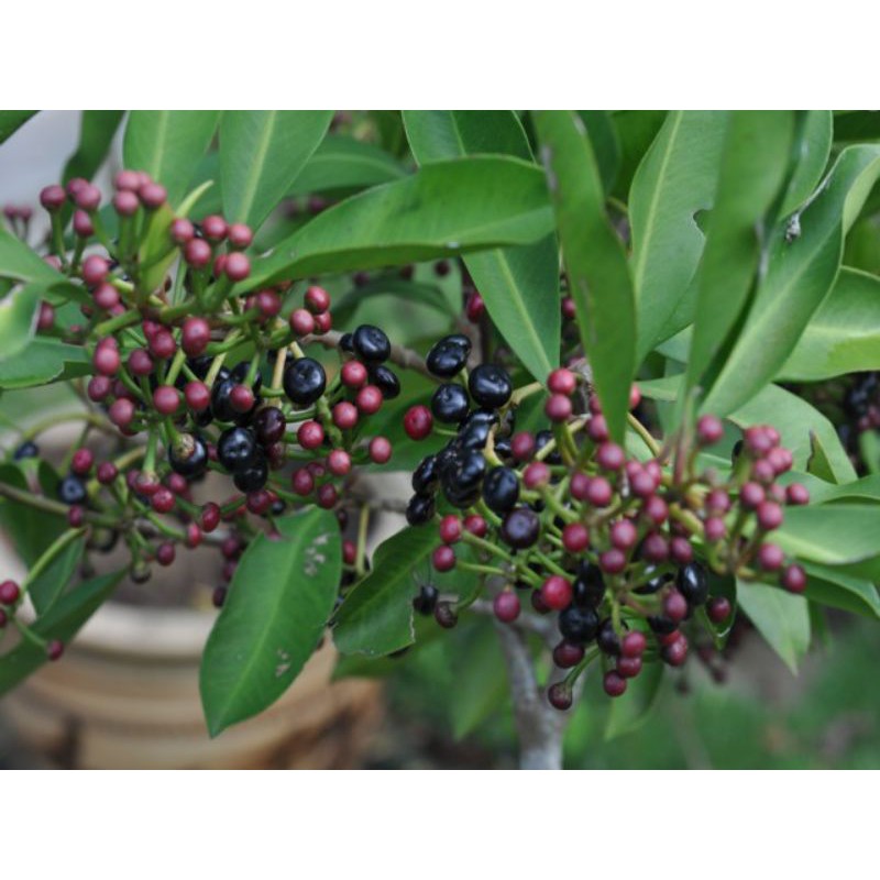 Pistol Buluh atau Capelom Aplikasi Pascal Law Budak Kampung Berperang