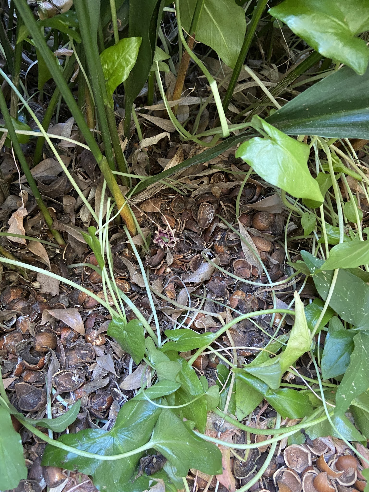 TravelMarx: Aspidistra elatior Flower