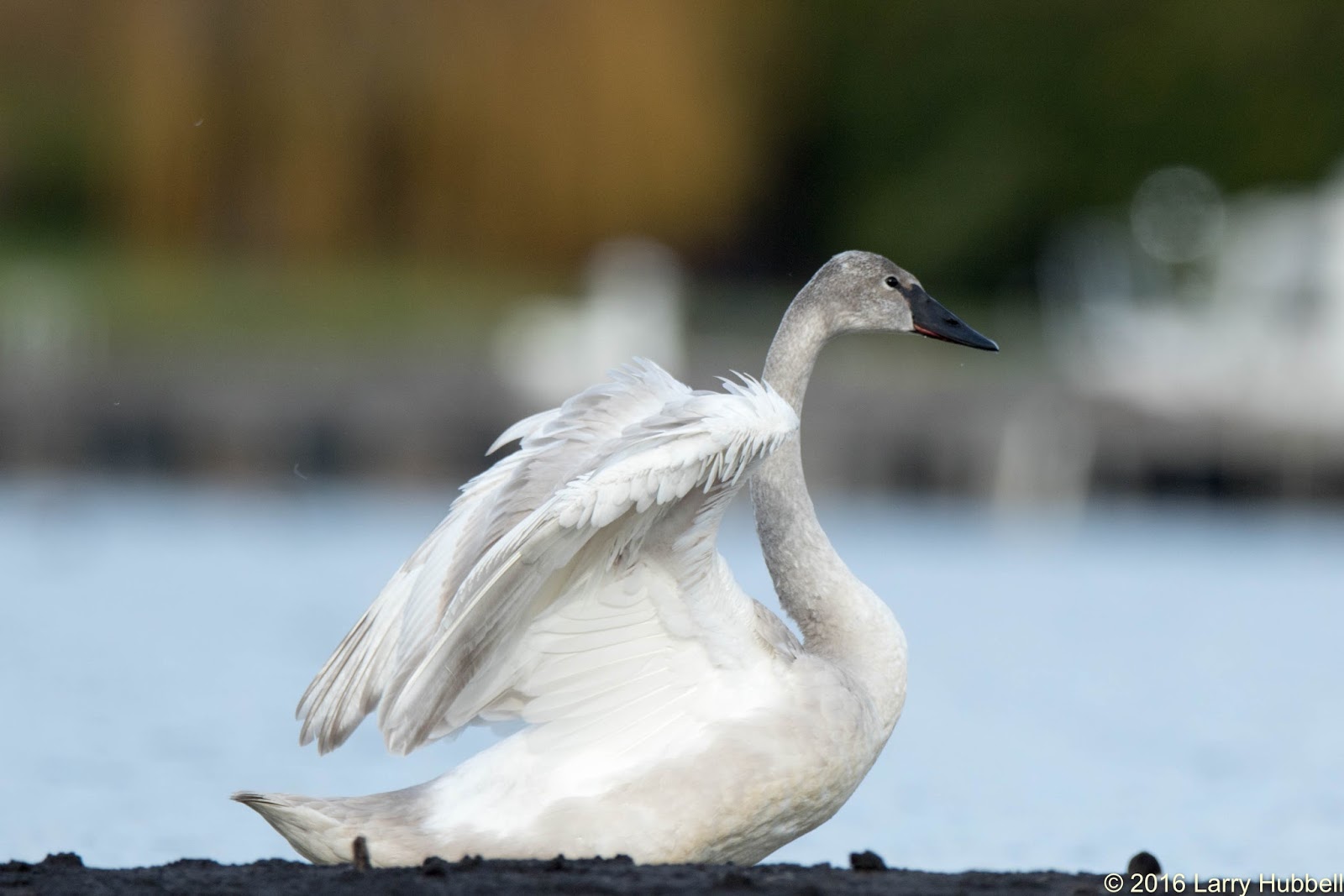 Union Bay Watch : The World's Largest Swans
