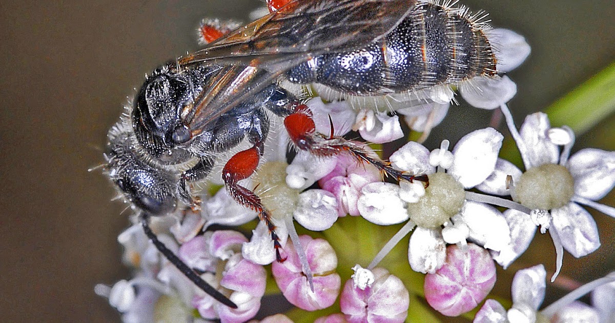 Variety of Life: Tiphiidae