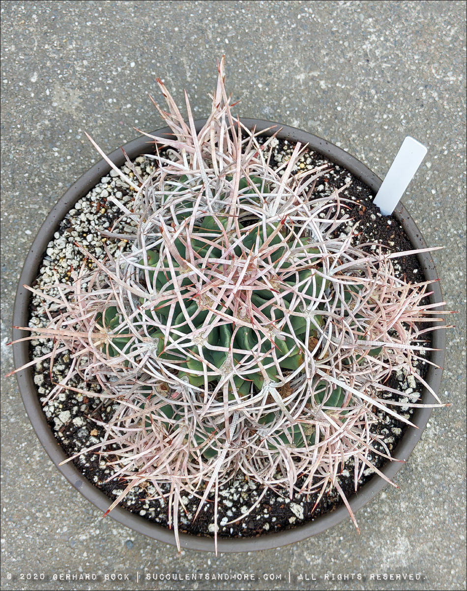 Cactus magic: Echinocactus polycephalus
