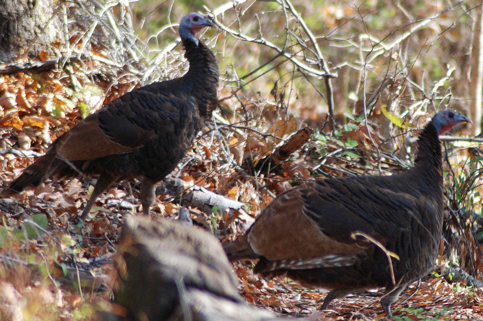 Old field Studio & Leo Lakes: What do you call a small Turkey chasing a ...