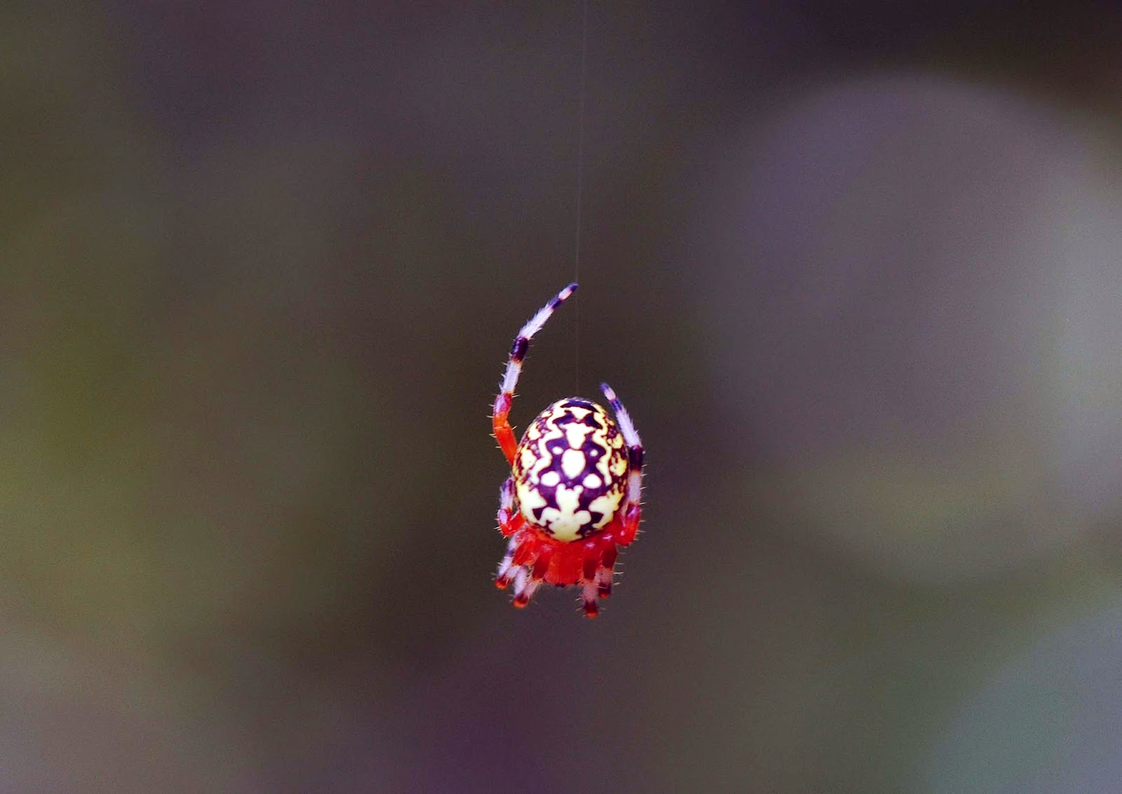 Field Biology In Southeastern Ohio Ohio Spiders