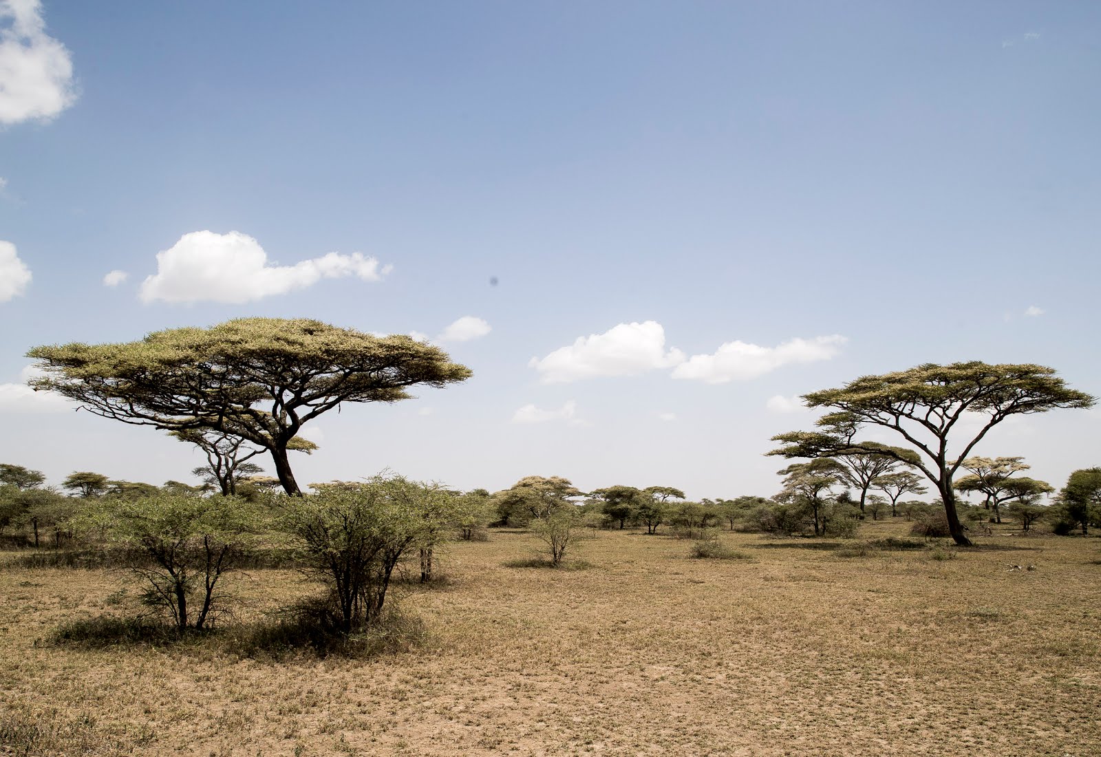 Dust spots on the sensor of your digital camera - How to find them and ...