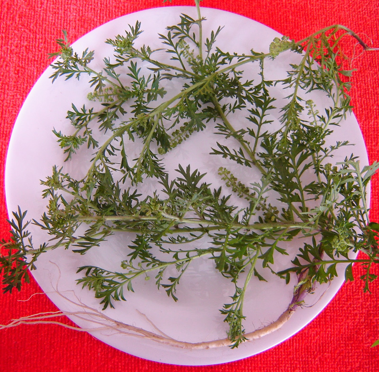 v e r d e c h a c o: Mastuerzo / Hierba de la pimienta / Quimpe