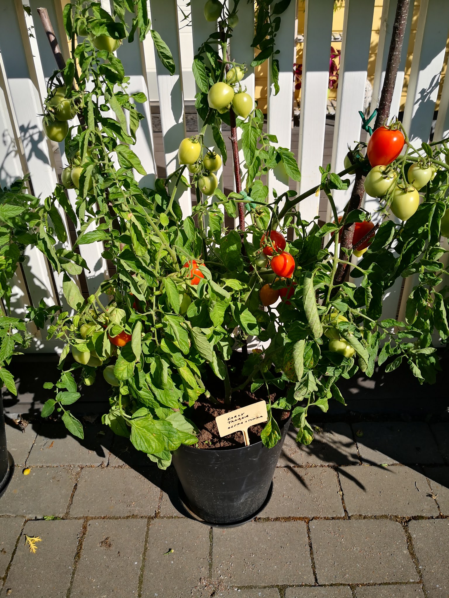 Tomaattihurahdus: pohjoiset tomaatit