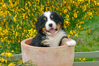 Nothin' sweeter than a Potting Shed - Preppy Empty Nester F