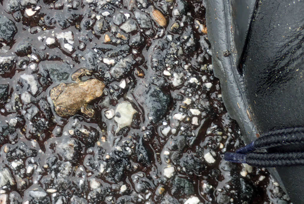 always further away from where I was: Camino Portugués // day 25 ...