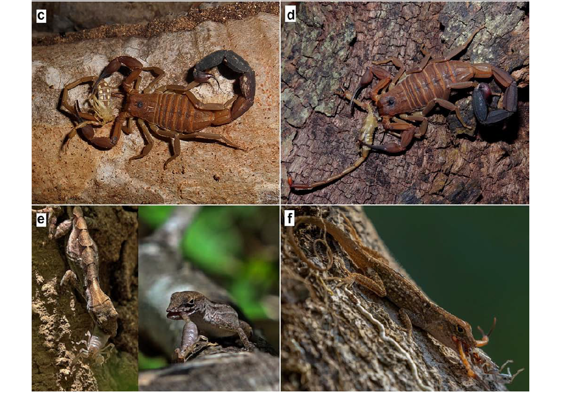The Scorpion Files Newsblog: A review of scorpion predators in Cuba