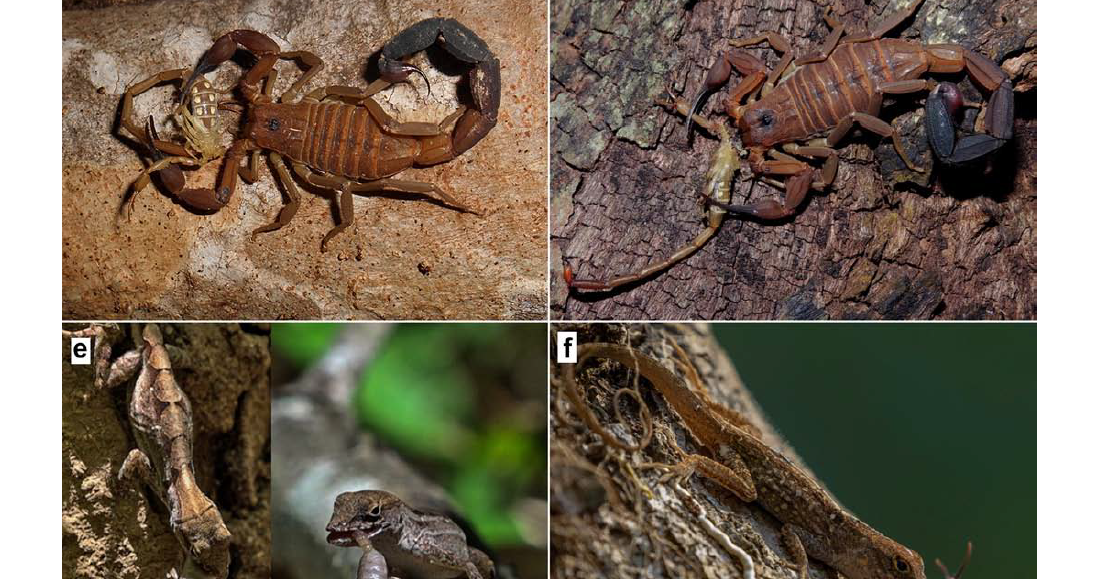 The Scorpion Files Newsblog: A review of scorpion predators in Cuba