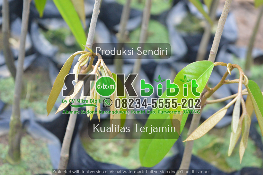 Seruni atau Bunga Krisan bunga seruni berwarna kuning - bibit mangga ...