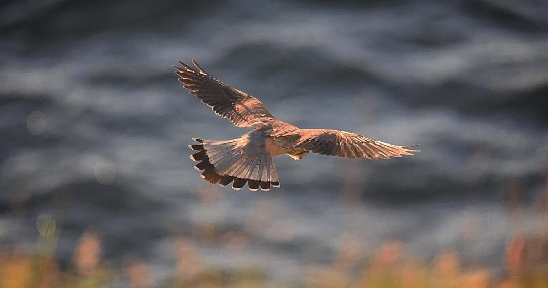 Pembrokeshire Birds: Kestrels....