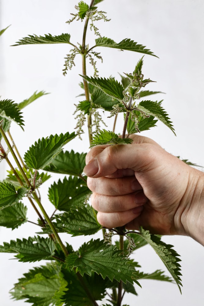 VIDA SALUDABLE : ""LA ORTIGA"" LIMPIA LA SANGRE Y RIÑONES