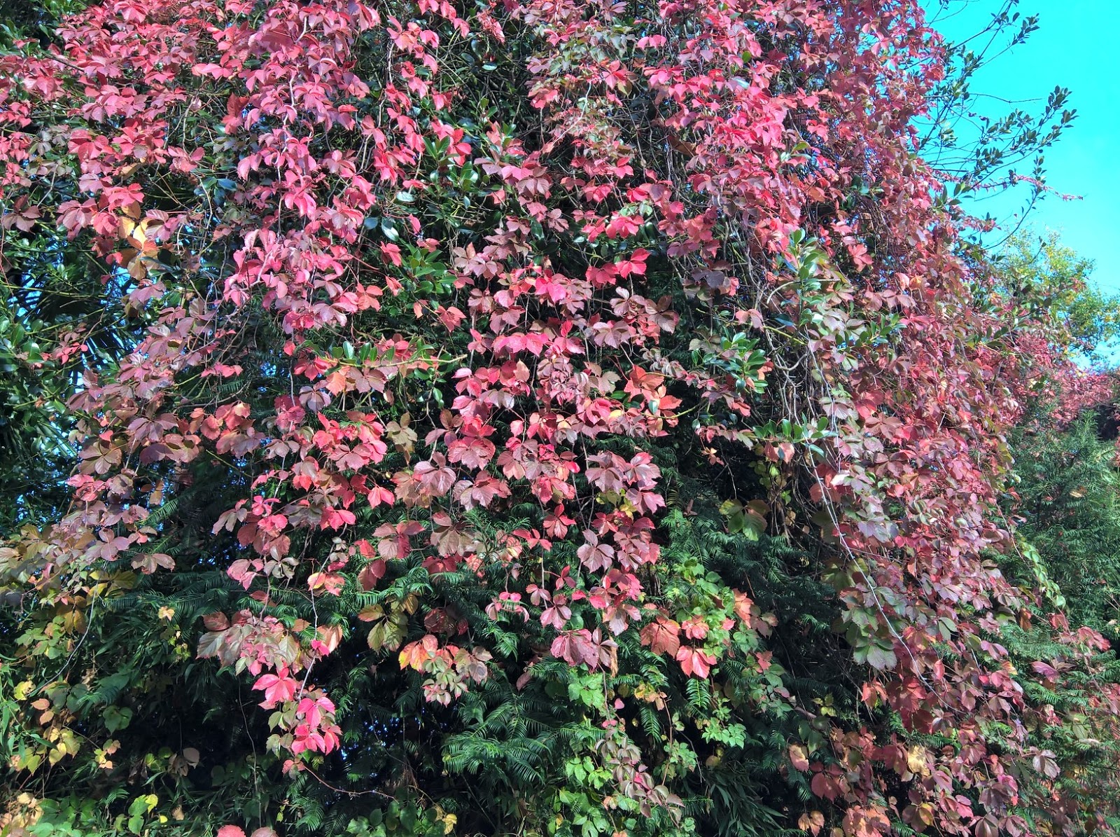 Vite Americana (Parthenocissus quinquefolia) e Vite Canadese ...