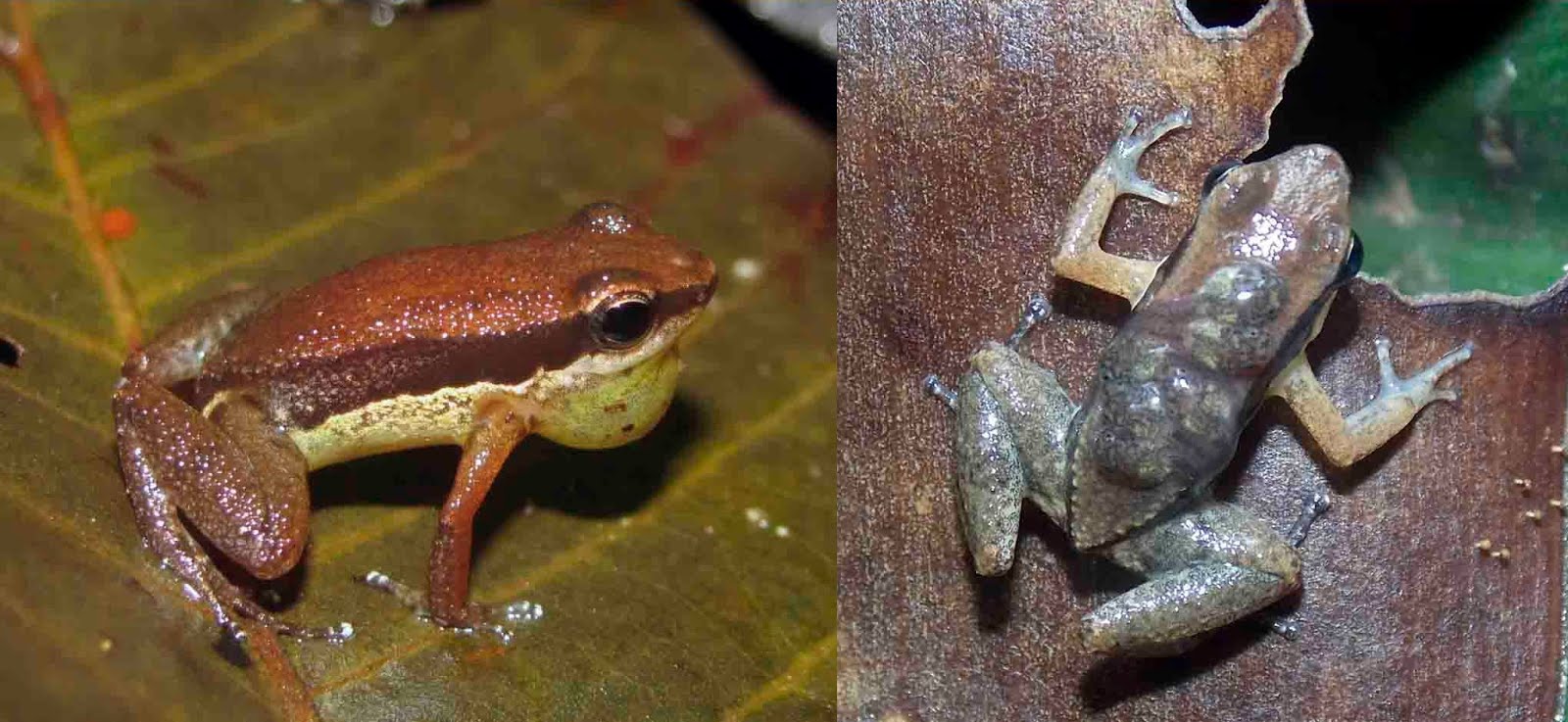 Species New to Science: [Herpetology • 2018] Allobates tinae • A New ...