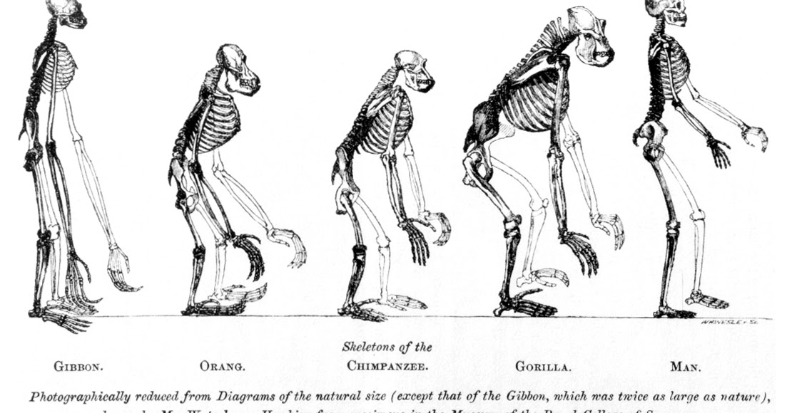 Philosophical Disquisitions: Does Human Nature Exist? On the Philosophy ...