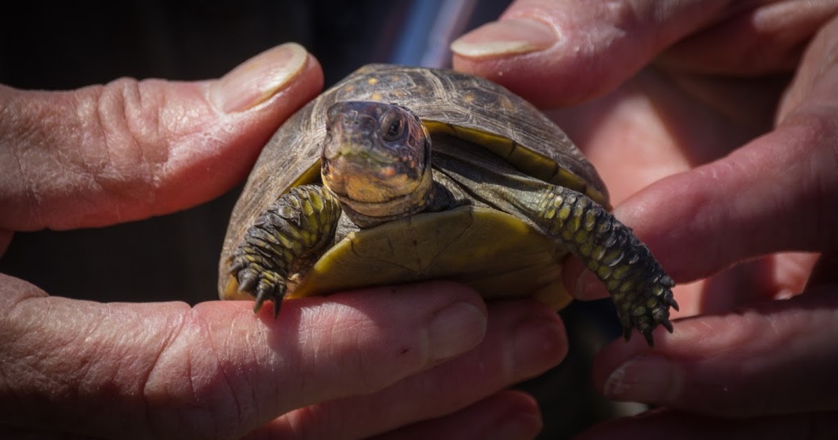Our Eyes Upon Missouri: Box Turtle Ranch, Camdenton, MO