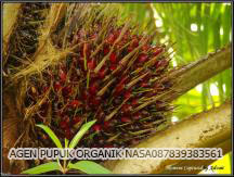 MORFOLOGI BUNGA KELAPA SAWIT | PUPUK BUAH SAWIT