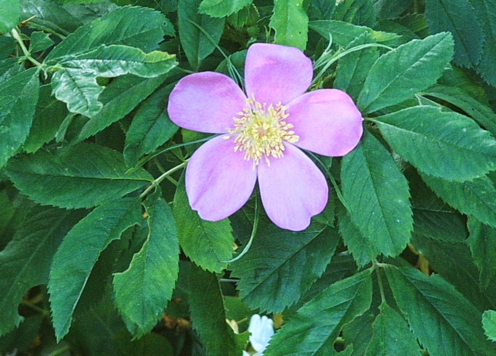 Pinelands Nursery: Rosa palustris - Swamp Rose