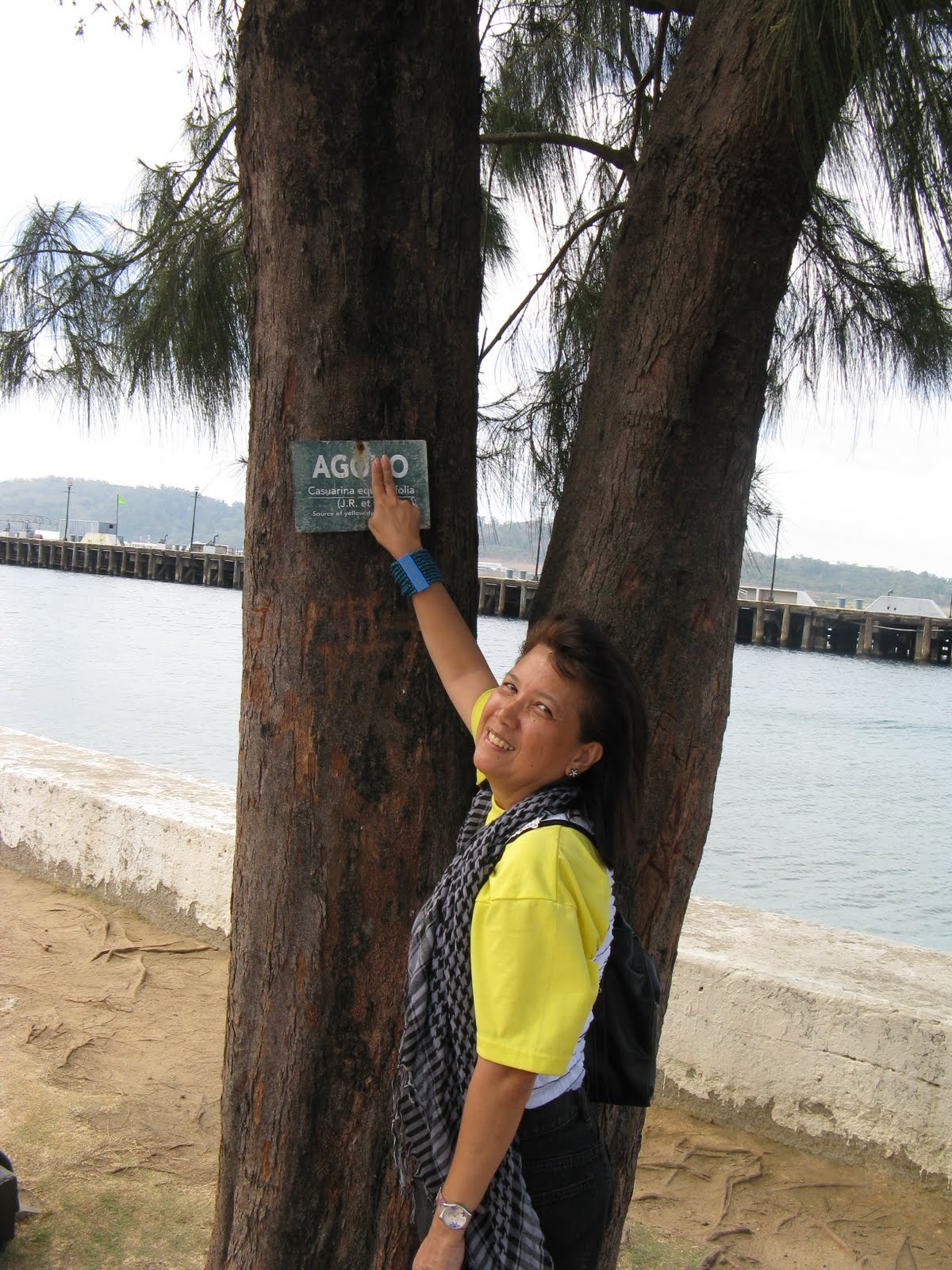 Flowers and Pine Trees