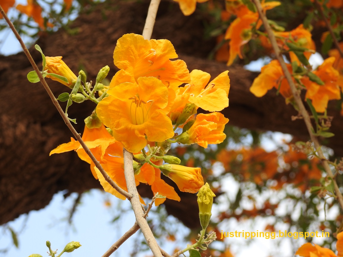 Just Tripping!: Roheda – The Dream in the Desert