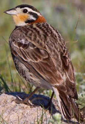 THE WESTERNER: How cattle can help save the birds of the Great Plains