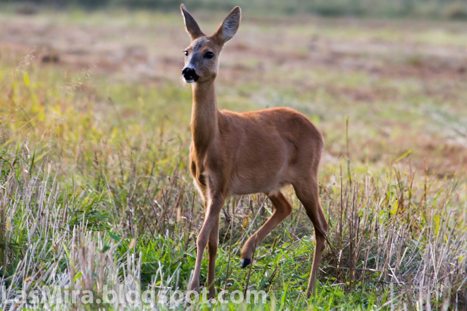 Las Mira: Dalej stoi cz. 2 oraz sarny dla równowagi.