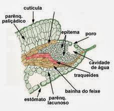 Aluna de Biologia: A conquista da Terra pelas plantas