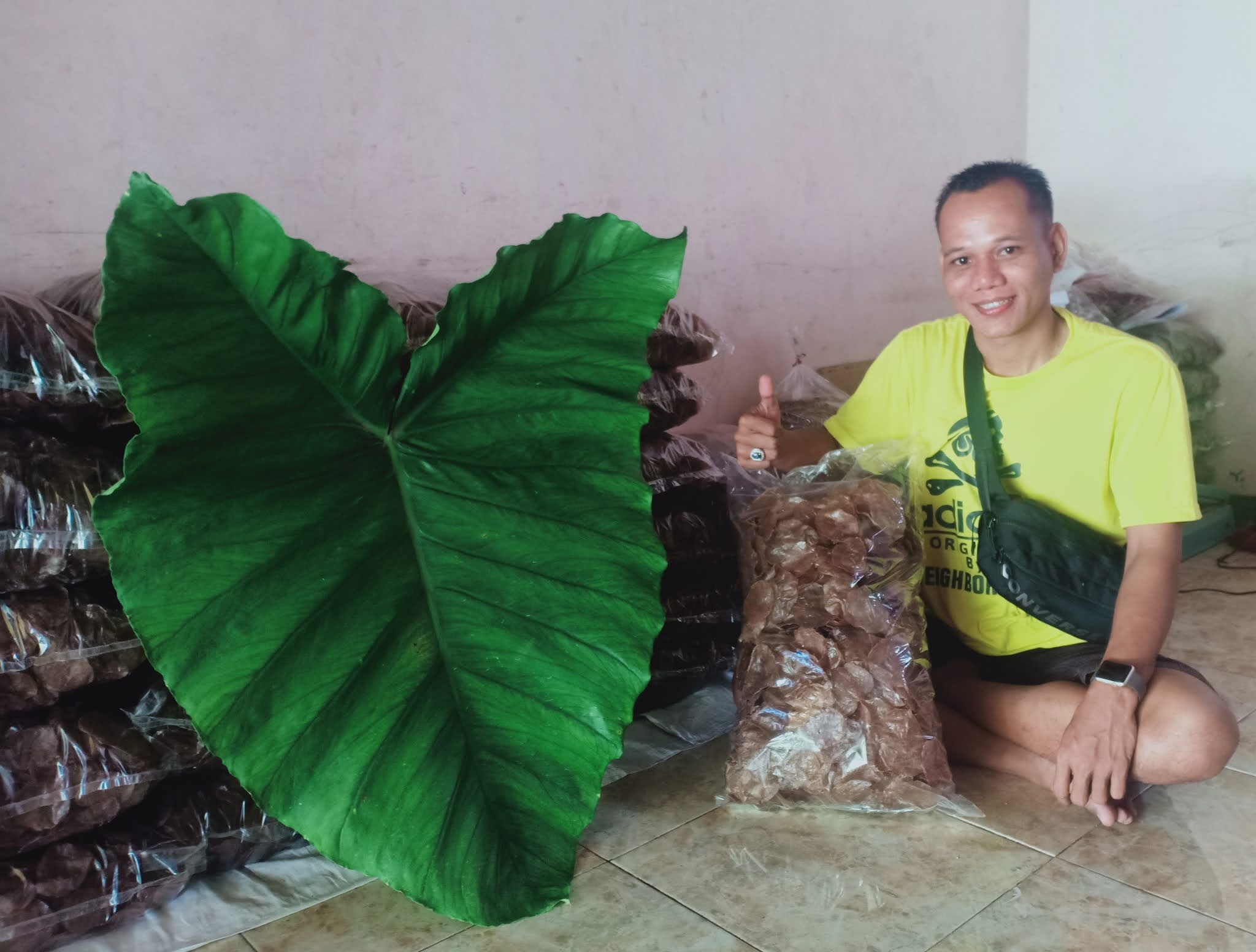 BIBIT TALAS BENENG, EKSPOR TALAS BENENG, EKSPOR DAUN TALAS BENENG