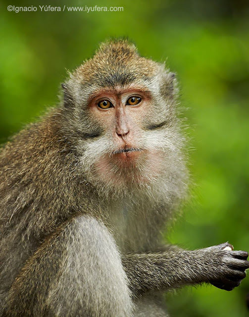 Ubud’s Sacred Monkey Forest, Bali | Focusing on Wildlife