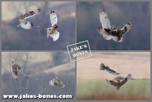 The amazing owl fight in photos : Jake's Bones