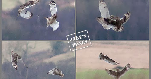 The amazing owl fight in photos : Jake's Bones