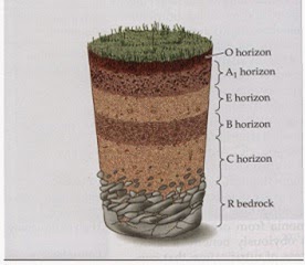 Horizon Tanah | GEOGRAFI TANAH