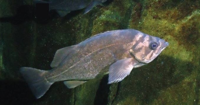 Species New to Science: [Ichthyology • 2015] Sebastes diaconus • A New ...
