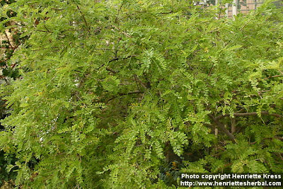 Laberinto en extinción: Toromiro (Sophora toromiro)